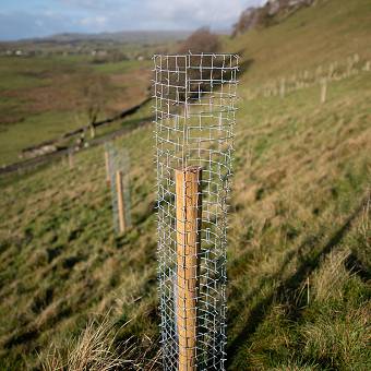 Tree guard pasture, tree protector pasture - Cactus Tree Guards ...