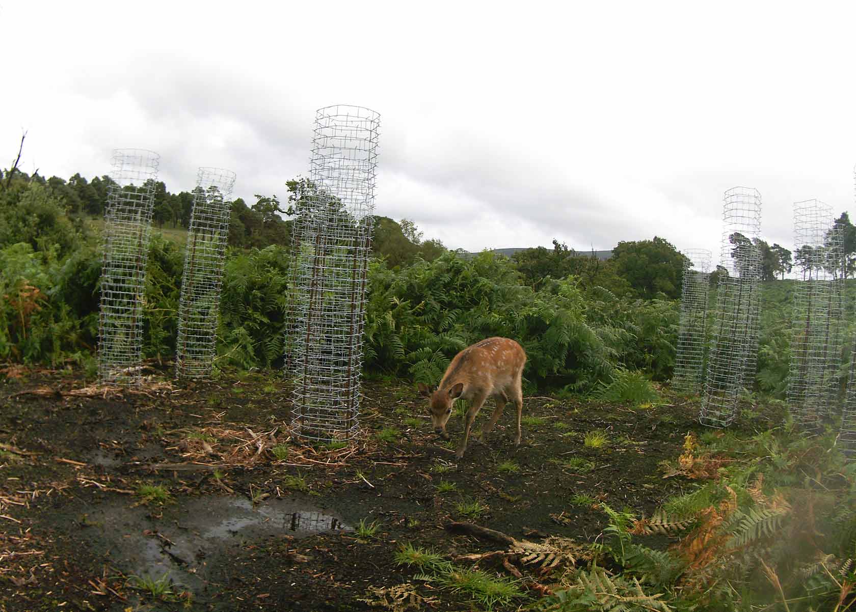 Wicklow Mountains National Park - Tree protector news - Cactus Tree ...