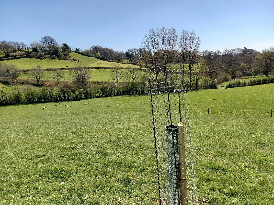 Elm planting, Devon - Tree protector news - Cactus Tree Guards, Cumbria, UK
