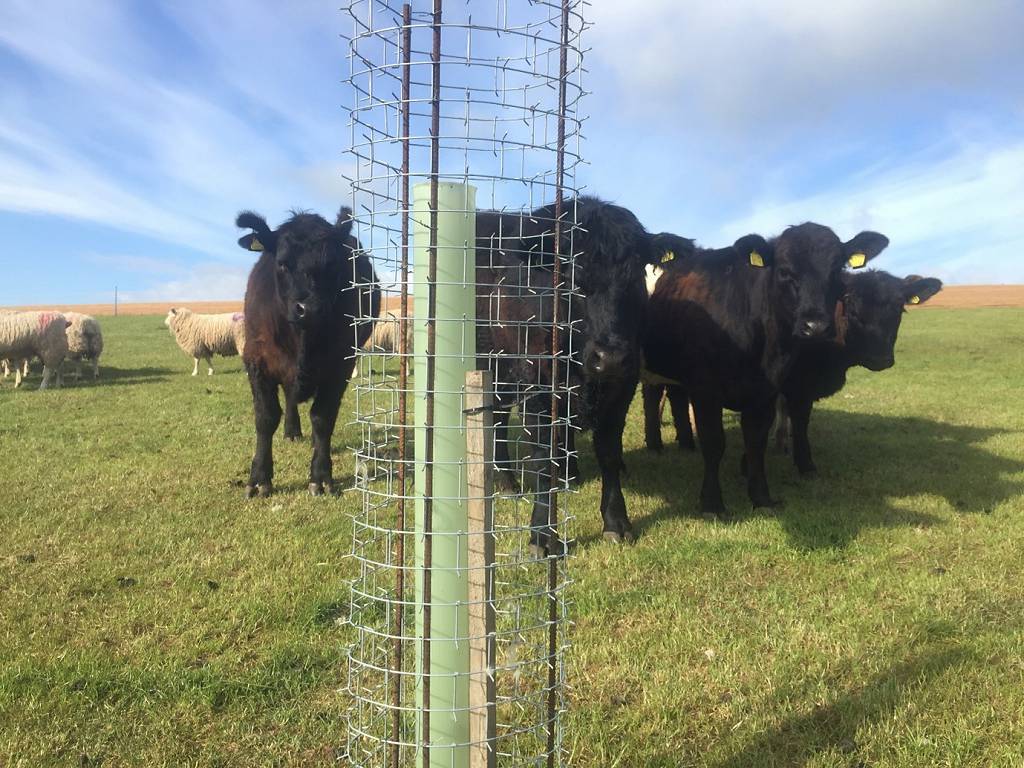Tree guard livestock, tree protector livestock - CACTUS tree guards ...
