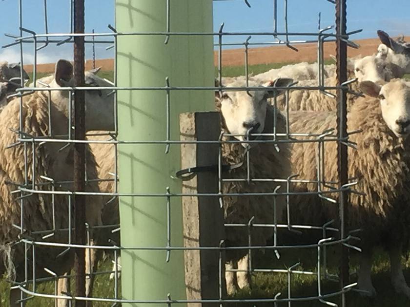 Tree guard livestock, tree protector livestock - Cactus Tree Guards ...