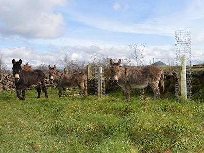 Tree guard livestock, tree protector livestock - Cactus Tree Guards ...