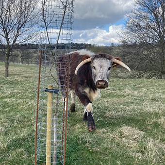 Tree guard pasture, tree protector pasture - Cactus Tree Guards ...